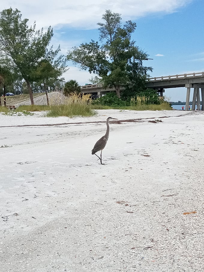 "Pardon me, just passing through." Local wildlife demonstrates the proper pace for beach life—deliberate, dignified, and completely unhurried.