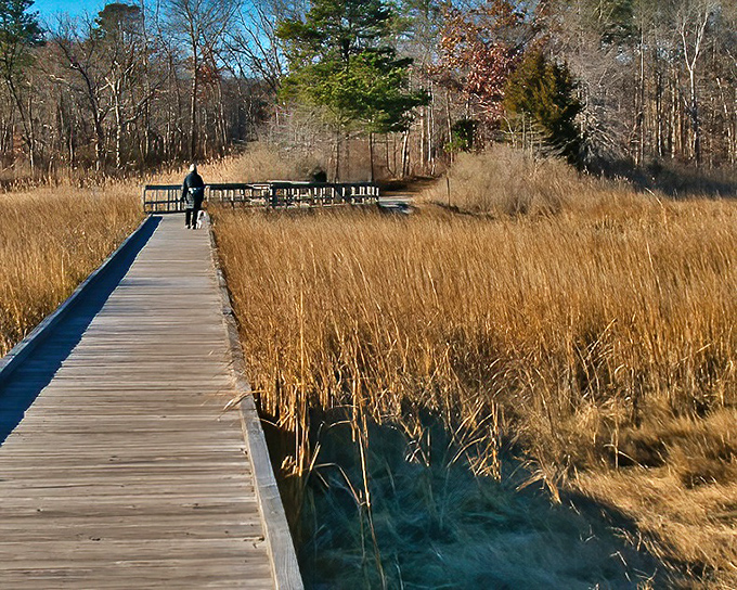 Cheesequake's boardwalk extends over marshlands where northern and southern ecosystems shake hands and mingle.