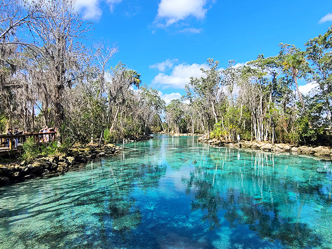 Jungle paradise found! Three Sisters Springs offers a tropical getaway without the passport—palm trees included, crowds optional.