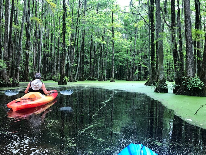 Kayaking through these cypress-studded waters feels like gliding through nature's cathedral—moss-draped and mysteriously green.