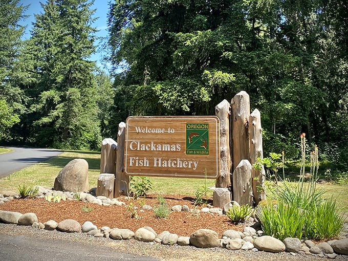 The Clackamas Fish Hatchery sign welcomes visitors to witness the circle of life, salmon-style. Fish parenting at its most fascinating.