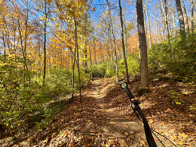 Autumn leaves carpet this winding trail in gold, inviting hikers and bikers to lose themselves in nature's seasonal masterpiece.