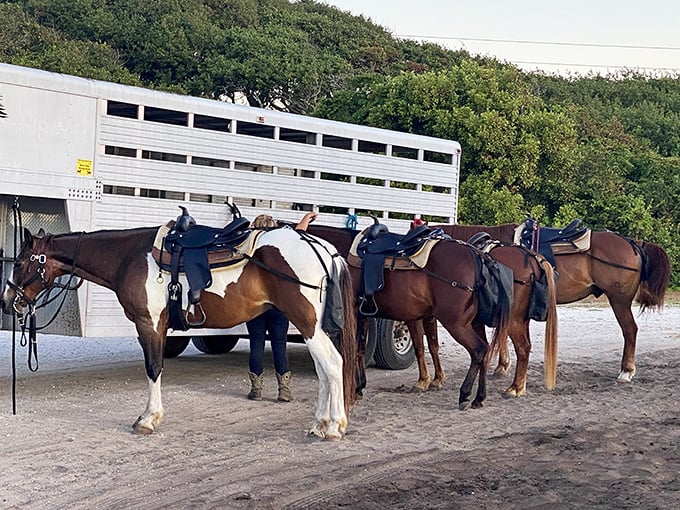 These horses aren't just ready for beach rides—they're practically posing for their equestrian LinkedIn profiles. Coastal trail rides beat office meetings any day.