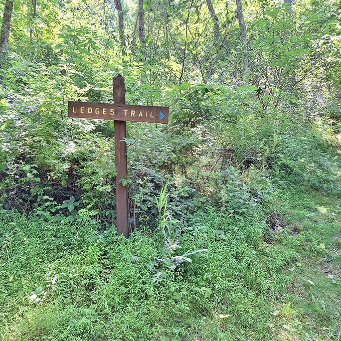 Trail markers point the way to adventure, standing like silent guides in the verdant undergrowth. Choose your own adventure, Pennsylvania style.