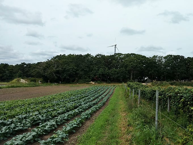 Morning Glory Farm's neat rows of vegetables prove that not all of Martha's Vineyard's treasures come from the sea—some of the best grow right from its soil.