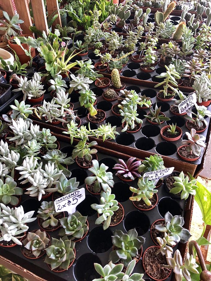 Succulent heaven that makes plant parenthood seem achievable even for those who've accidentally killed a cactus. These hardy little beauties forgive neglect.