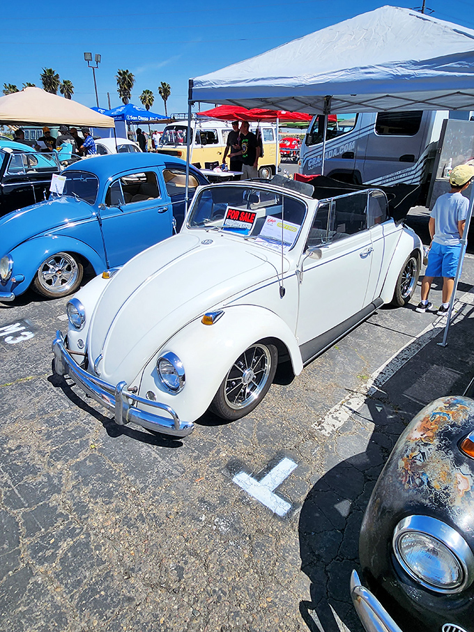 Classic Beetles basking in the sunshine. These automotive icons remind us that some designs are simply too perfect to improve upon.