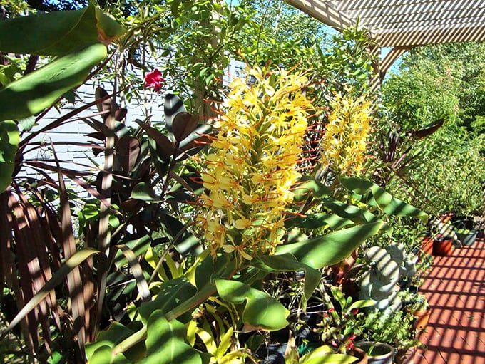These yellow ginger blossoms look like exotic birds perched momentarily before taking flight into the garden's blue skies.