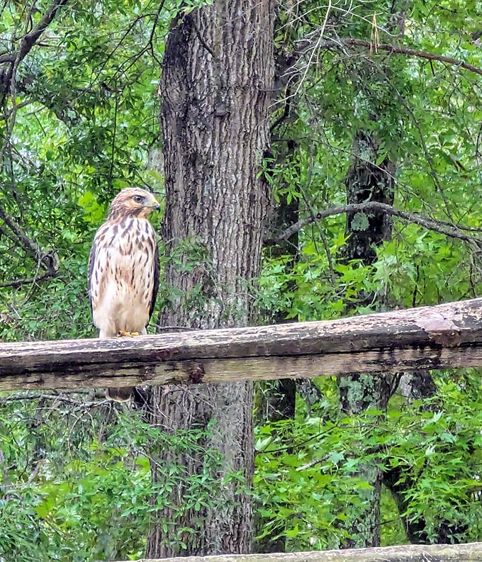 This hawk isn't just posing—it's auditioning for National Geographic. Nature's paparazzi caught this supermodel mid-brood.