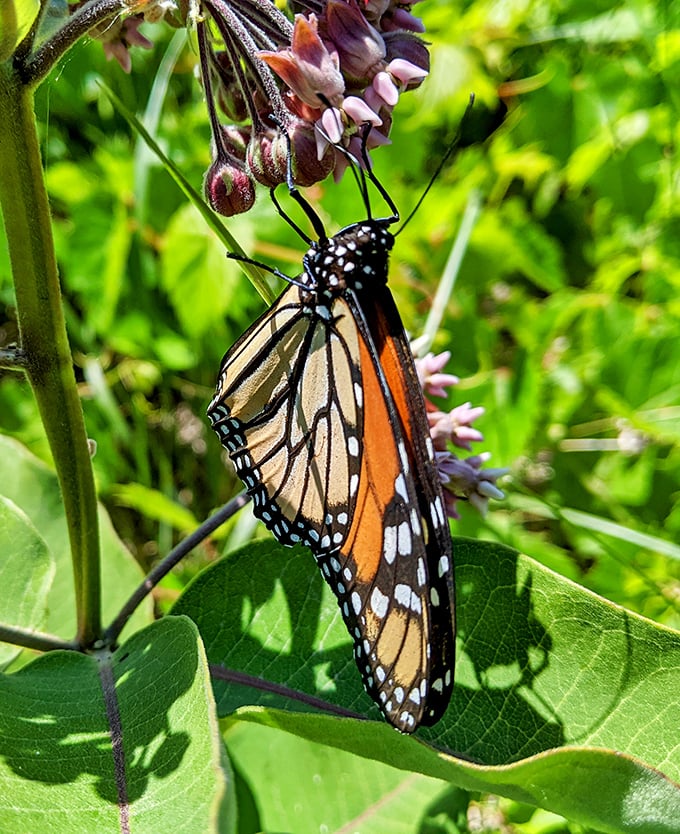 Monarch butterflies stop by Esch Beach during migration – even they know a five-star rest area when they see one.