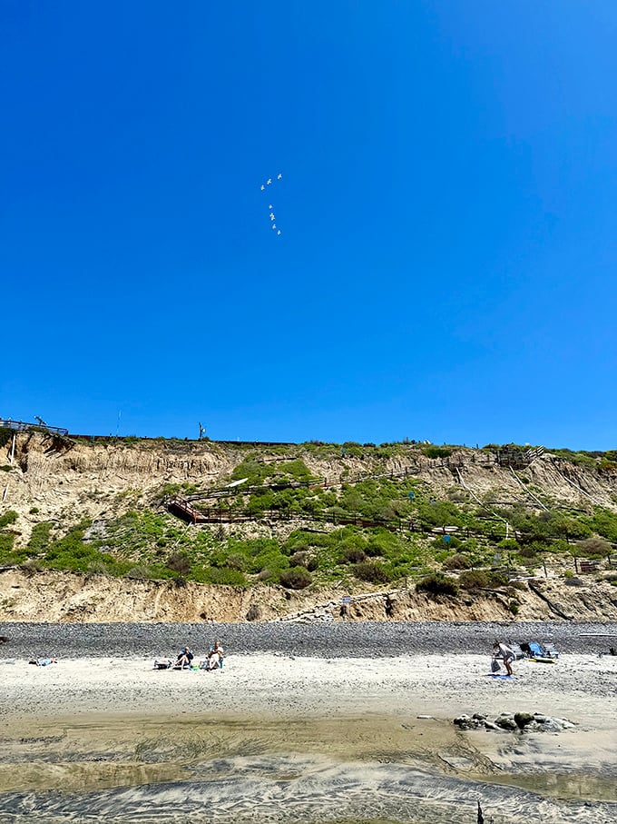 Pelicans patrol the coastline against a perfect blue canvas. Those tiny white specks are nature's own aerial surveillance team.