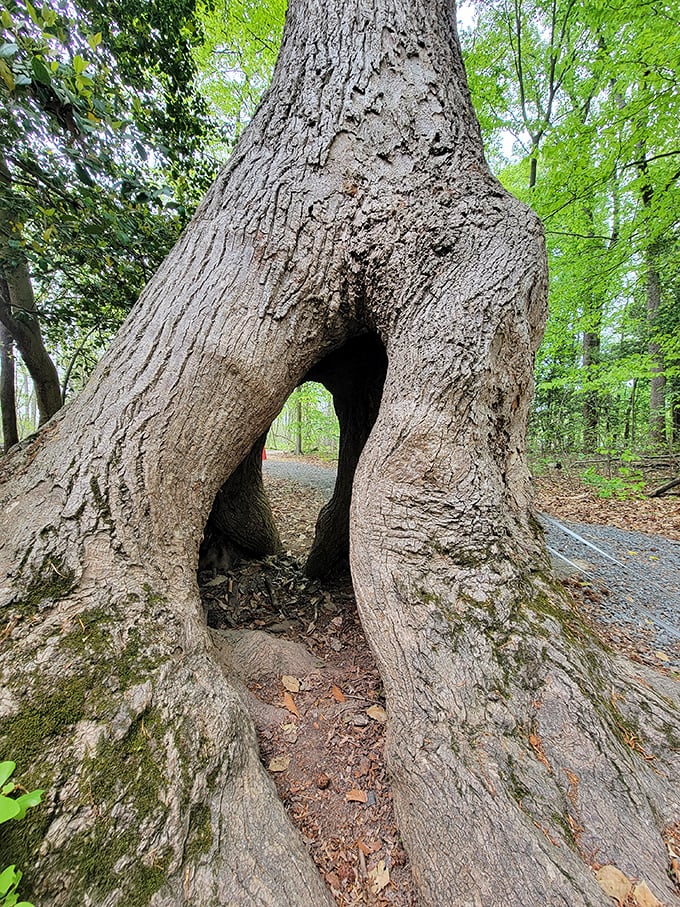Nature's doorway—this ancient tree has witnessed centuries of seasons while creating its own magical portal for imaginative explorers.
