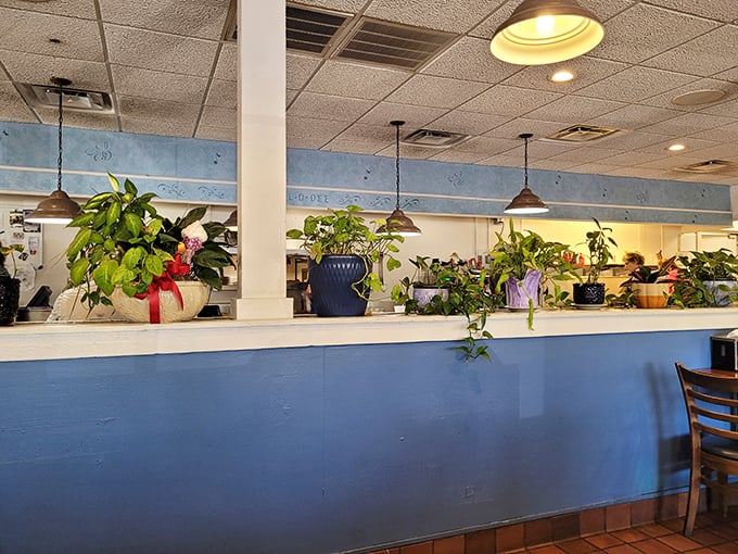 Plants thrive in the dining room – they're feeding off the positive energy and possibly some gravy particles.