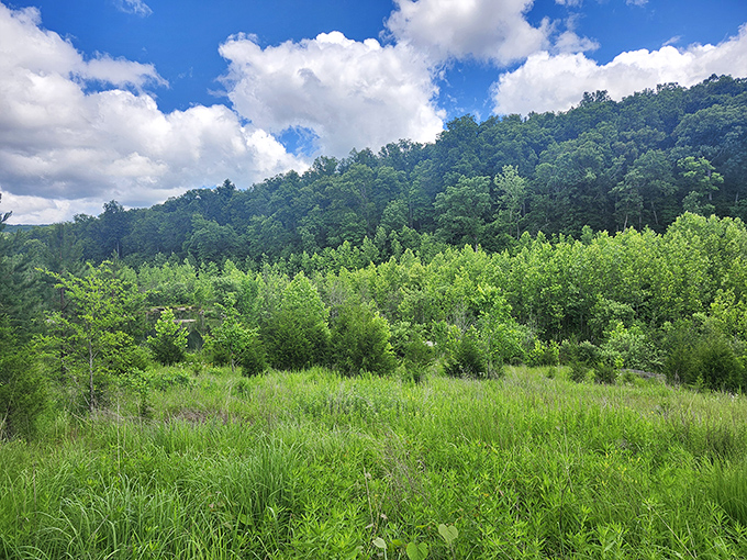 Forest views so lush and green they look like someone turned up the saturation, except this is completely natural.