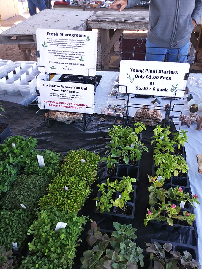 From microgreens to starter plants—proof that even the most dedicated bargain hunters occasionally need something actually living.
