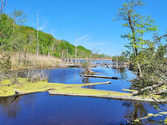 A watery mosaic of fallen logs and new growth tells the ever-changing story of Maryland's coastal wetlands in vivid blue and green.