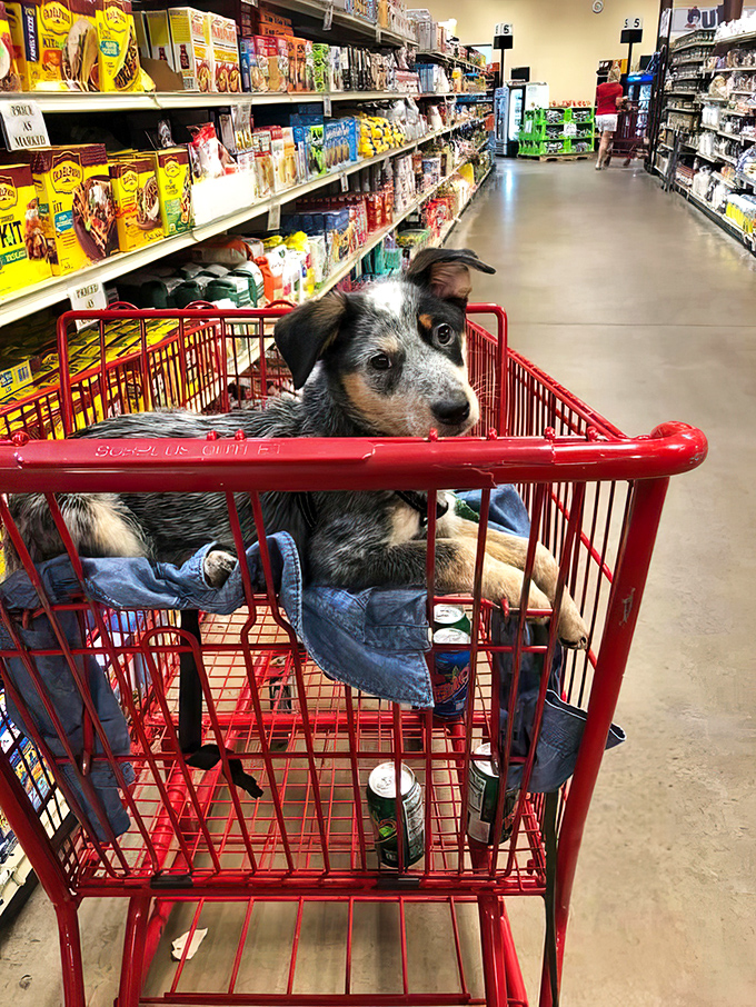 The most adorable shopping companion keeping watch over the cart. Even four-legged friends know where the good deals are.