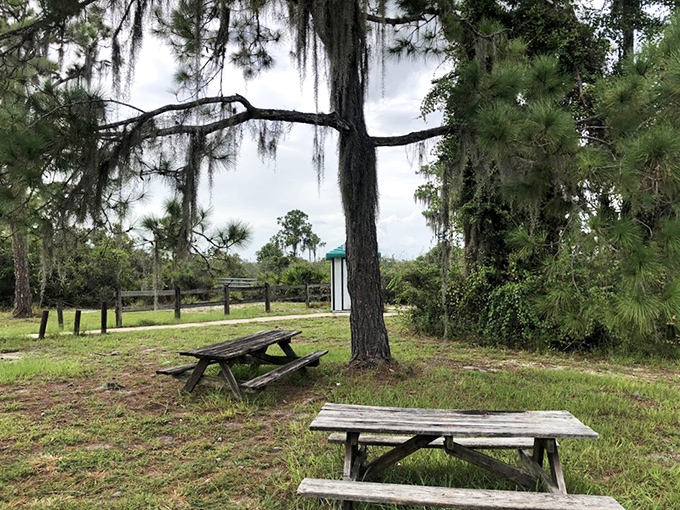 Rustic picnic tables under Spanish moss – where lunch comes with a side of Old Florida ambiance no restaurant could possibly replicate.