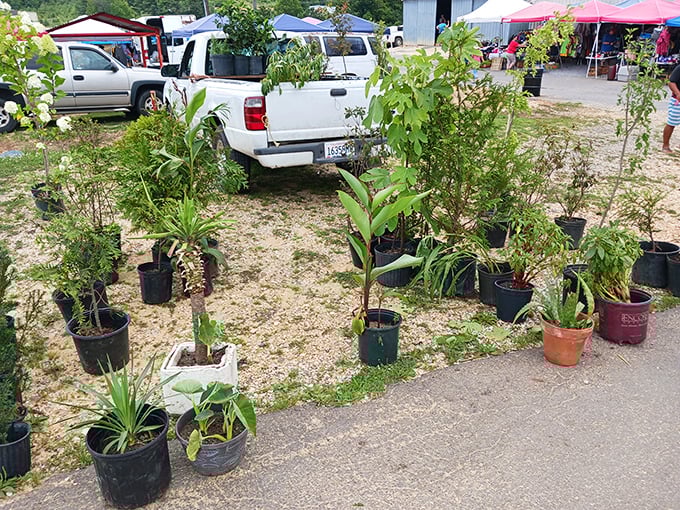 Garden dreams take root here, where potted possibilities promise to transform your yard into something special for less than you'd expect.