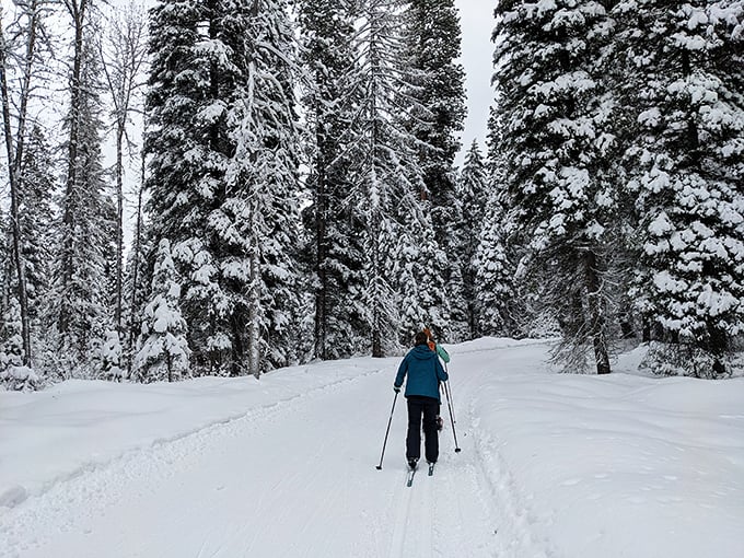 Winter transforms familiar trails into wonderland highways. The squeaky sound of fresh snow under skis—nature's ASMR.