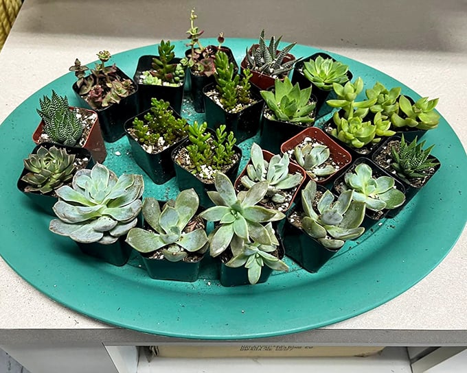 A succulent smorgasbord that even the most committed plant assassin might keep alive—nature's version of low-maintenance friendship.