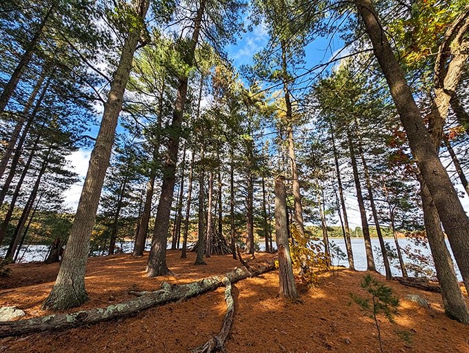 Sunlight filters through towering pines, creating a cathedral-like atmosphere where the floor is carpeted in russet needles instead of expensive Persian rugs.
