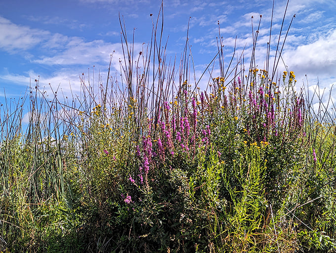 Nature's bouquet—wild lupine and grasses reach skyward in a celebration of spring that no florist could arrange with such perfect abandon.