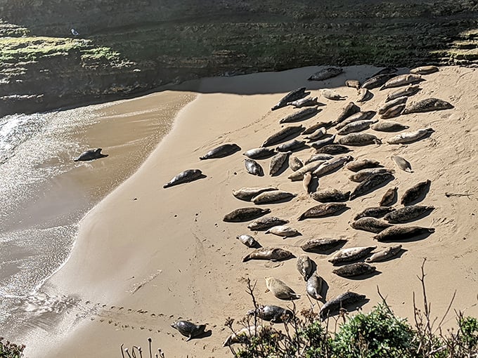 The ultimate beach party where everyone's dressed in sleek gray and nobody minds if you just watch. These seals have mastered the art of relaxation.