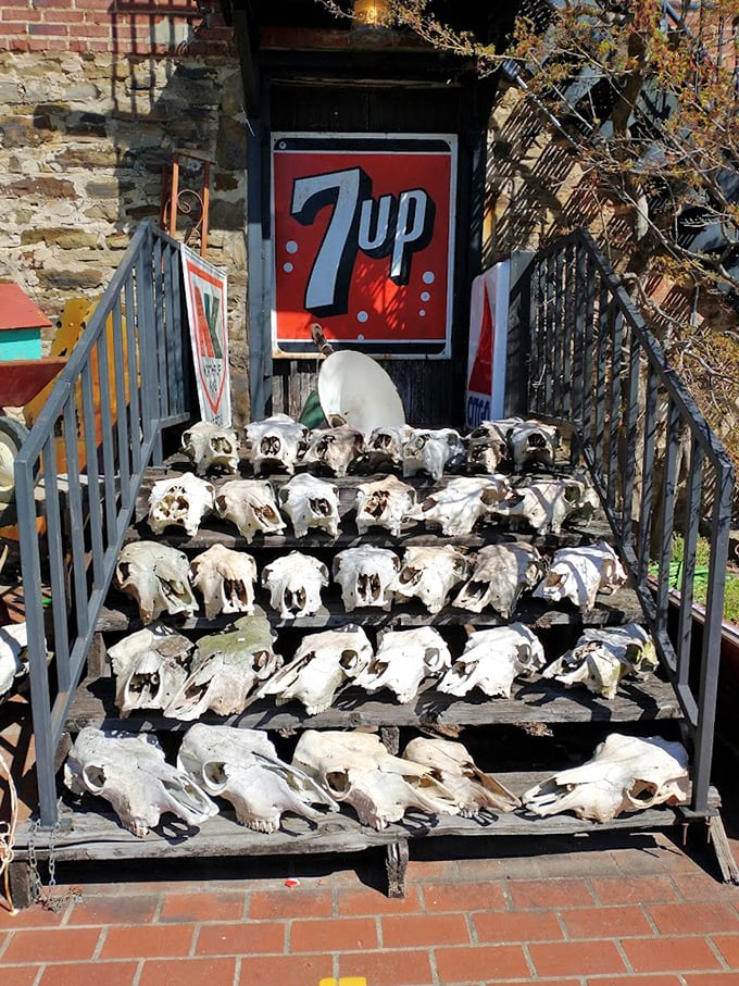 Nature's most macabre collectibles arranged with surprising elegance. These animal skulls transform from eerie to artistic when displayed against vintage advertising—conversation starters guaranteed.