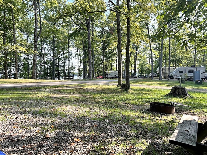 Camping among giants – these towering sentinels have been hosting overnight guests since before electricity was invented.