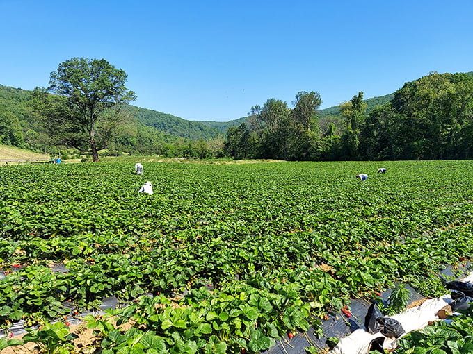 Farm fields bursting with crops remind you that Virginia's agricultural heritage is alive, well, and deliciously productive in these foothills.
