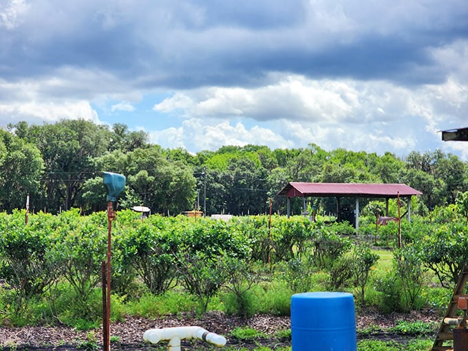 At Florida Best Blueberry Farm, rows of green promise sweet harvests – proving Inverness offers farm-to-table experiences without the farm-to-table prices.