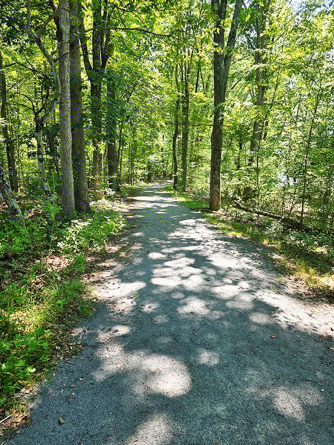 Sun-dappled trails offer the perfect balance of shade and light. Walking here is like strolling through nature's own art gallery.