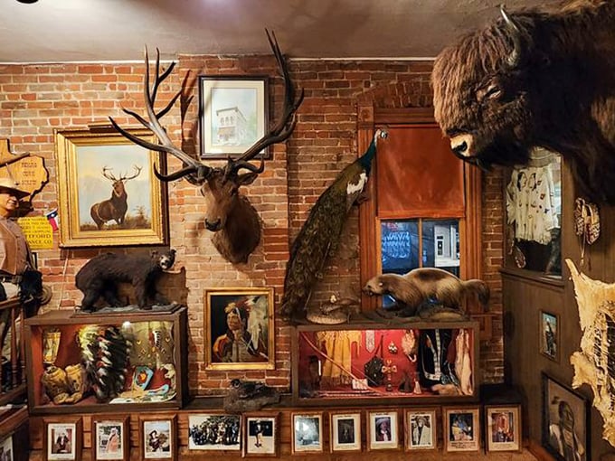 The taxidermy collection isn't just decoration—it's Colorado's natural history textbook displayed on every available wall space. Dinner with a side of education.