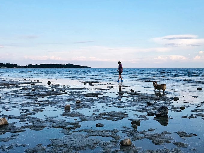 Low tide reveals Lake Erie's secrets—a temporary landscape of puddles and stones where dogs and humans alike find endless fascination.