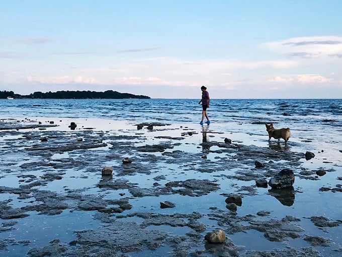 Low tide reveals Lake Erie's secrets—a rocky shoreline perfect for contemplative walks with four-legged friends and breathtaking sunset views.