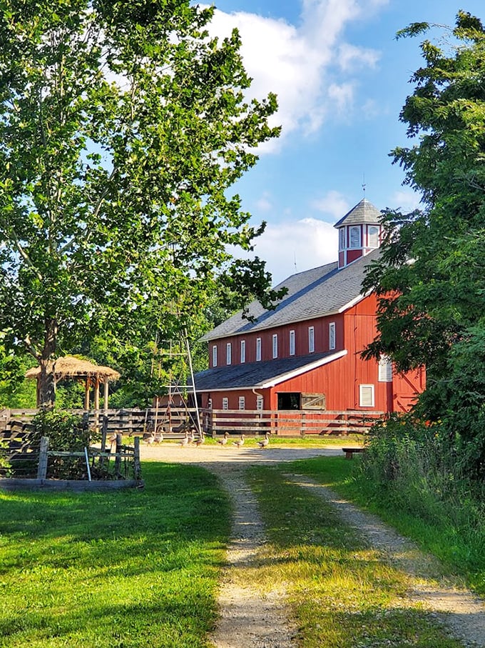 The path leading to the barn has been traveled by countless boots, hooves, and paws—a dirt runway showcasing rural fashion for over a century.