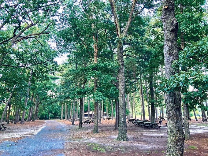 The park's camping area offers peaceful seclusion among tall pines—each picnic table awaits a family's stories and laughter.