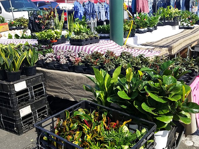 Green thumbs rejoice! This plant paradise offers leafy companions for every windowsill, porch, and garden patch in need of life.