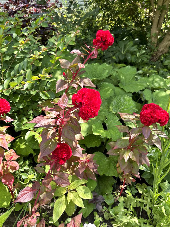 Red celosia blooms with burgundy foliage—nature's equivalent of finding the perfect lipstick that somehow matches your favorite autumn sweater.