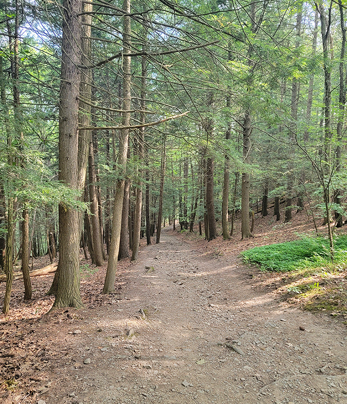 Sunlight filters through the forest canopy along this serene trail. A reminder that sometimes the best paths in life aren't paved.