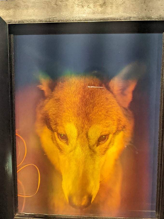 This holographic wolf seems to follow you with its eyes, a reminder that sometimes what we see isn't just an illusion—it's watching us back.