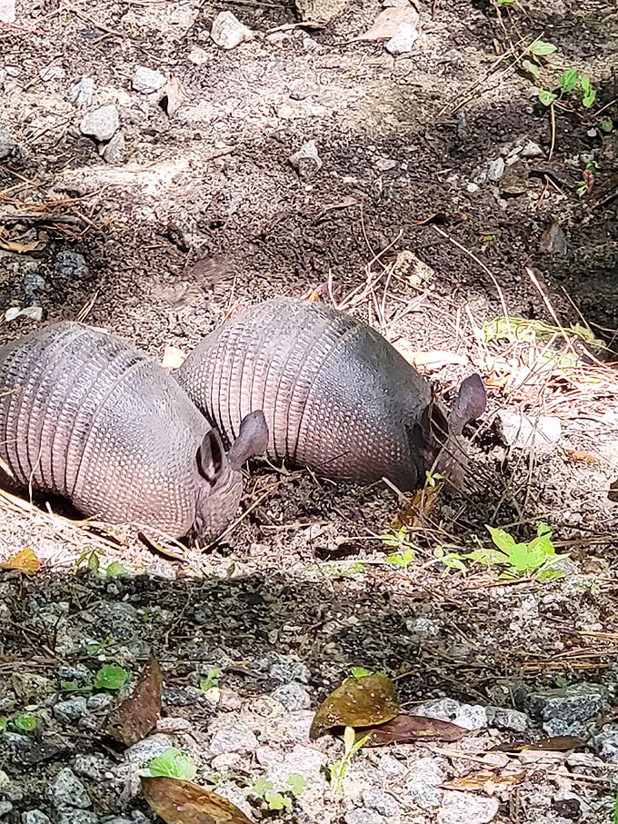 Armadillos: Nature's tank-puppies in their natural habitat. These prehistoric-looking creatures are just Southern possums wearing body armor.