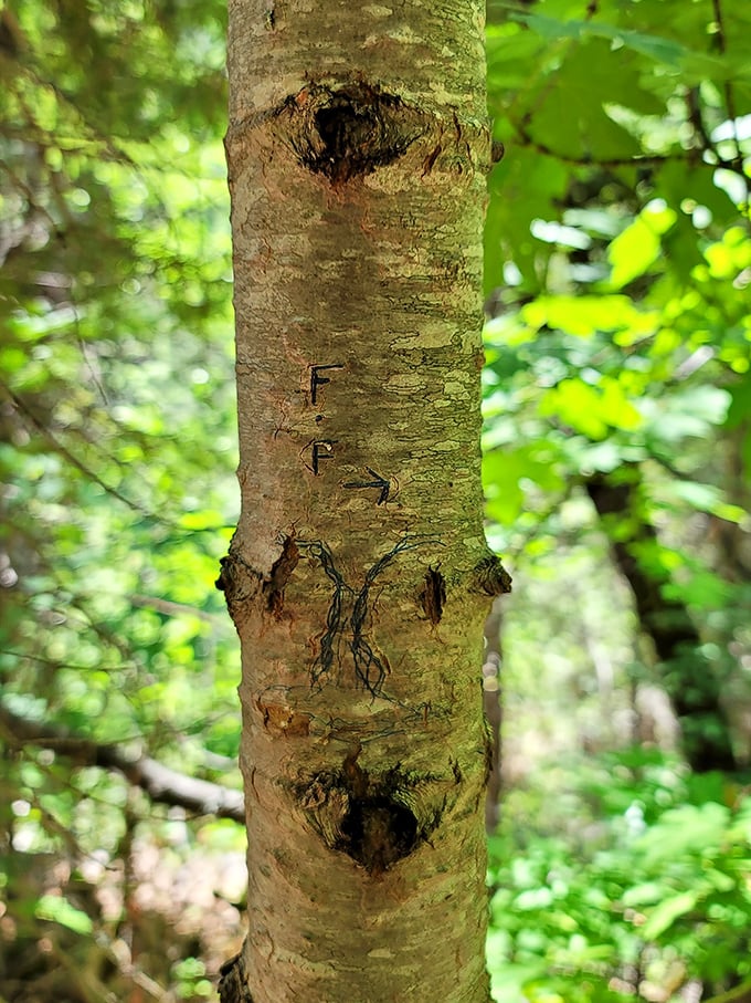 Someone carved "FFA" into this tree – not vandalism but rather nature's own mysterious trail marker guiding you to the falls.