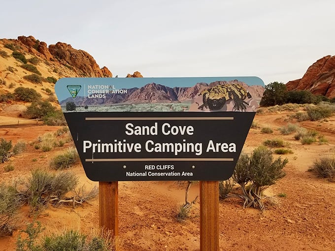 "Primitive camping" is just code for "five-star views without the five-star price." Sand Cove delivers wilderness luxury at its finest.