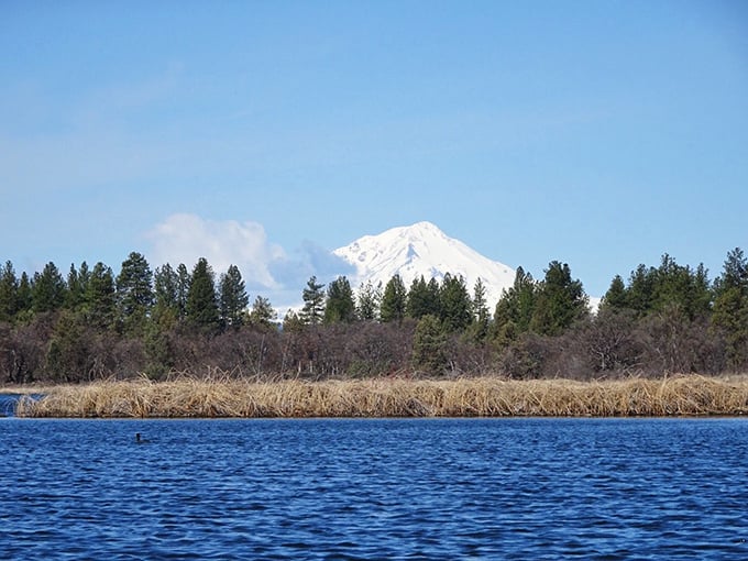 Mount Shasta plays peekaboo across Ahjumawi's blue waters, reminding visitors they're in the presence of geological royalty.