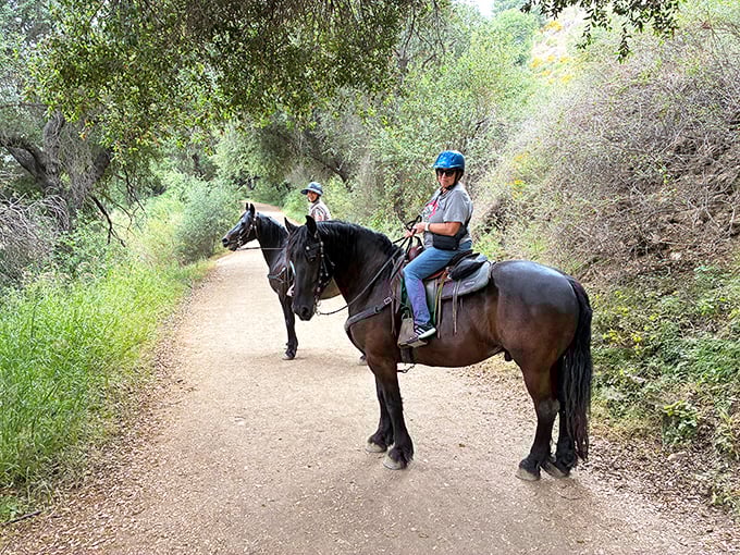 Trail riding through oak-shaded paths lets horses do the climbing while you enjoy views from a comfortable elevation bonus.