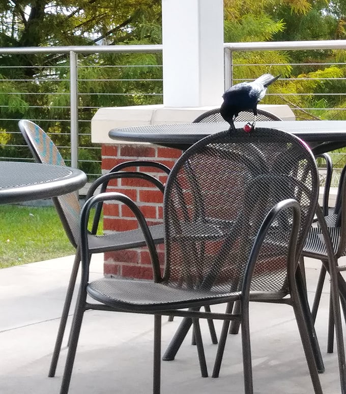 Even the local birds know where to find good eats. Nature's food critics perch nearby, hoping for a stray french fry donation.