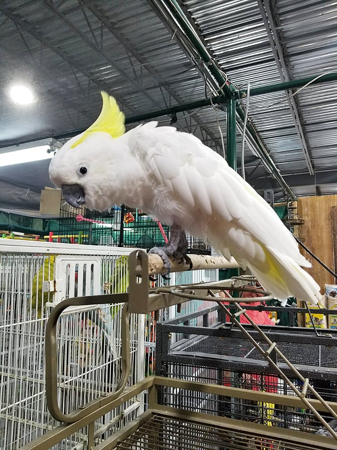 This cockatoo isn't just a pet—it's the unofficial greeter of the market's pet section, where feathered friends make shopping an unexpected wildlife experience.
