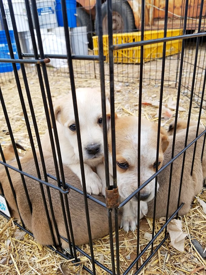 Puppy love at first sight! These adorable furballs remind us that sometimes the most precious treasures at Mary's aren't things at all.